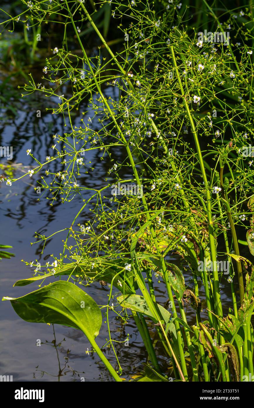 Phreatophyte. American water plantain Alisma plantago-aquatica in ...