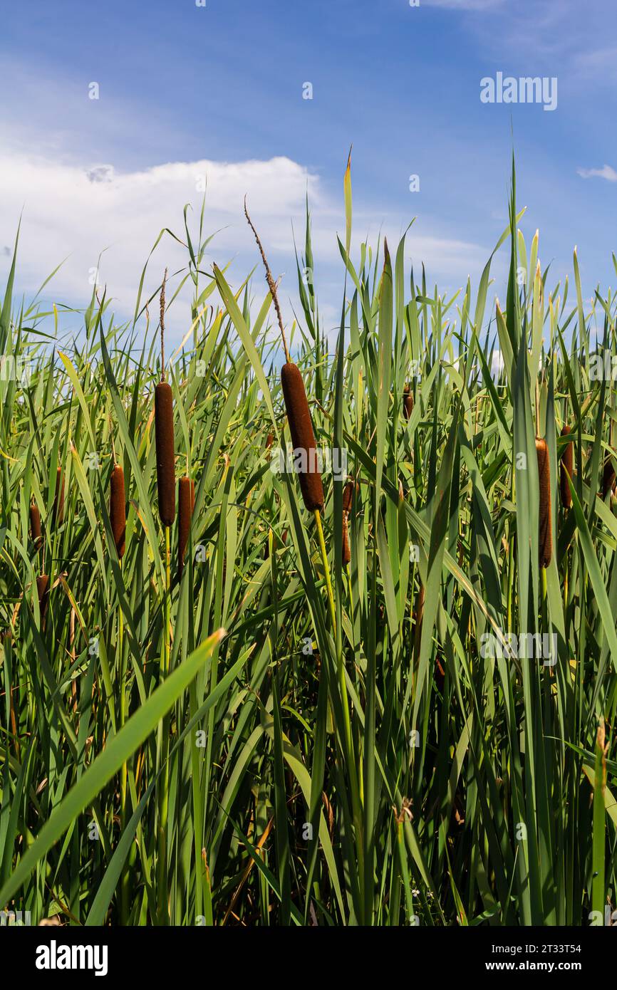 typha wildplant at pond, Sunny summer day. Typha angustifolia or ...