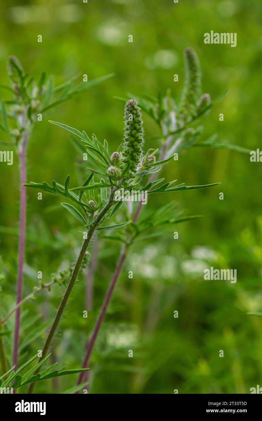 Flower of a common ragweed, Ambrosia artemisiifolia Stock Photo - Alamy