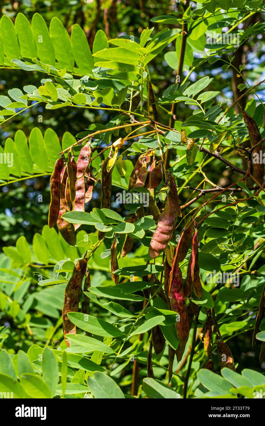 Robinia pseudoacacia, commonly known as black locust with seeds Stock ...