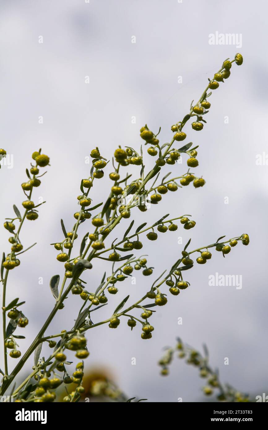 Creeping wormwood hi-res stock photography and images - Alamy