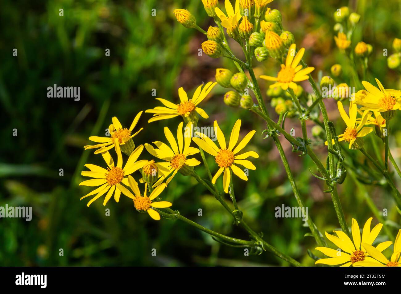 Yellow flowers of Senecio vernalis closeup on a blurred green ...