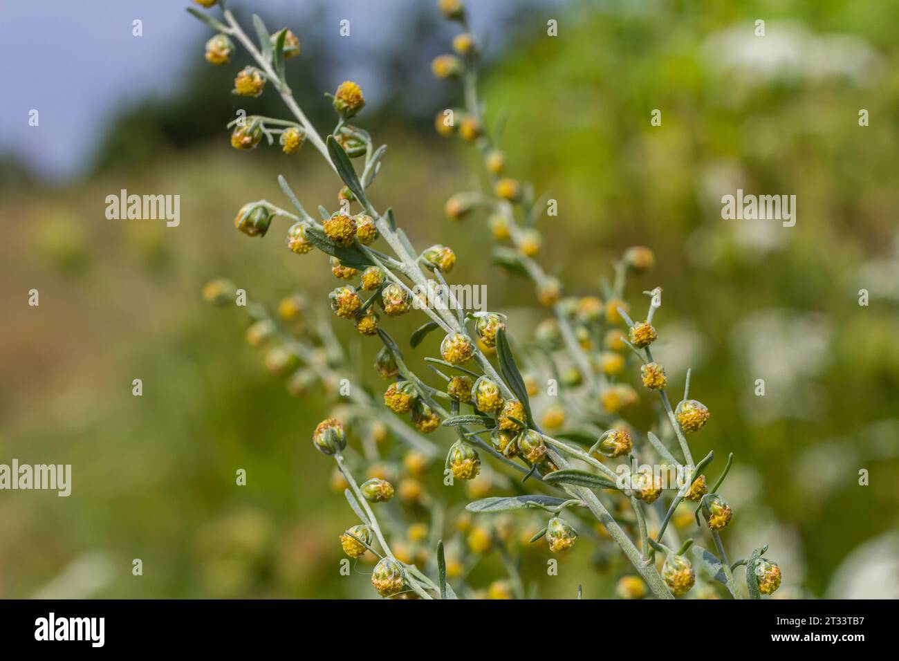 Artemisia absinthium hi-res stock photography and images - Alamy