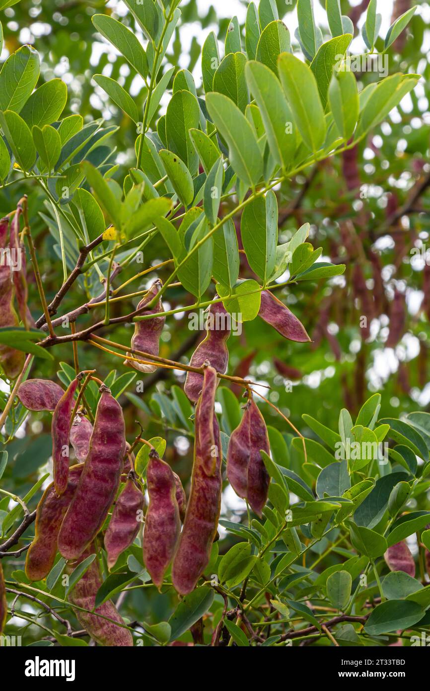 Robinia pseudoacacia, commonly known as black locust with seeds Stock ...