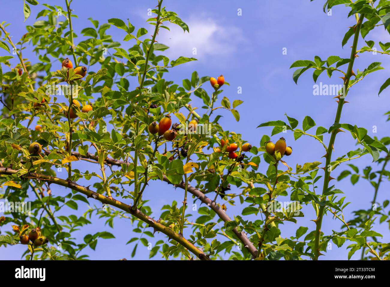 Red rose hips of dog rose. Rosa canina, commonly known as the dog rose ...