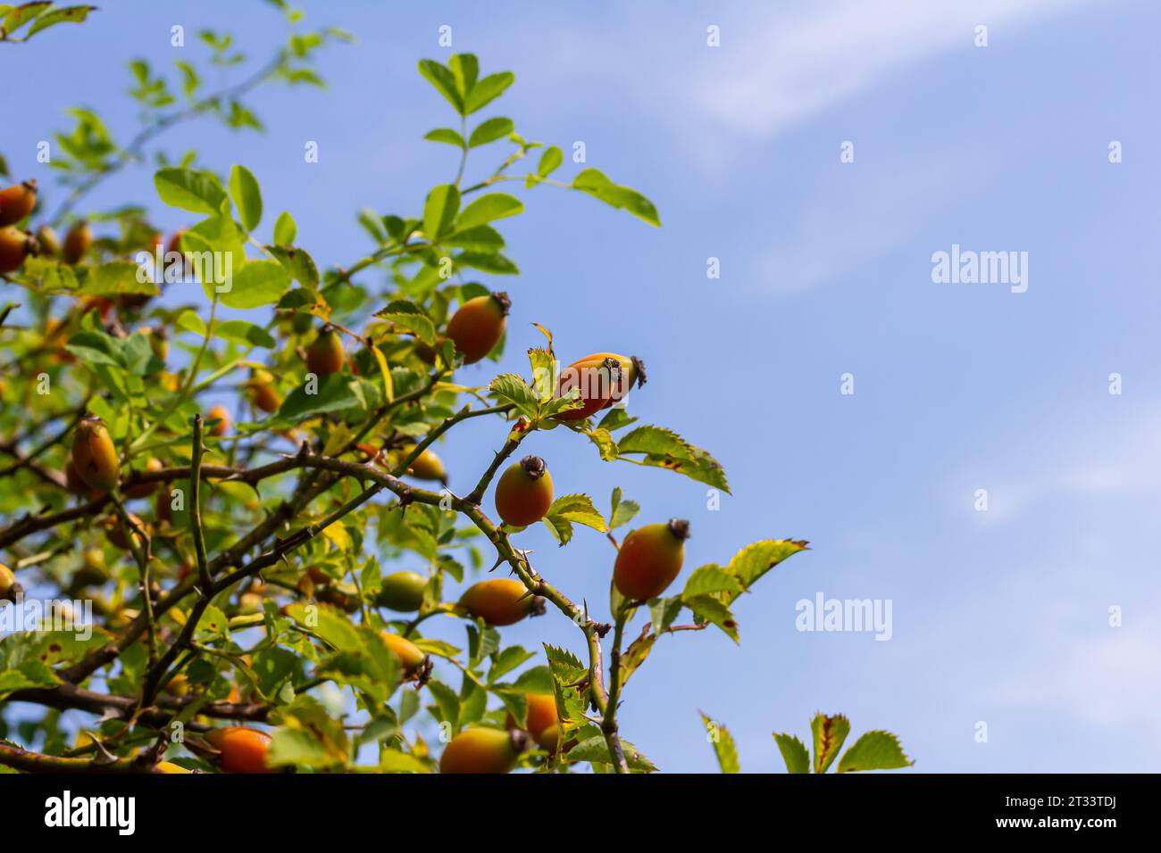 Red rose hips of dog rose. Rosa canina, commonly known as the dog rose ...
