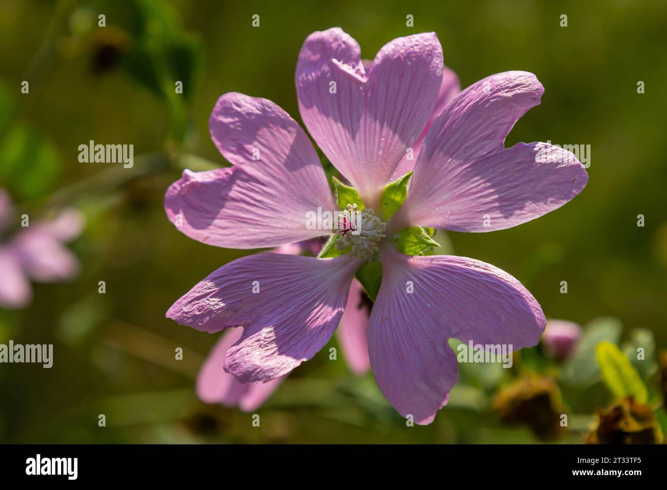 Flower close-up of Malva alcea greater musk, cut leaved, vervain or ...