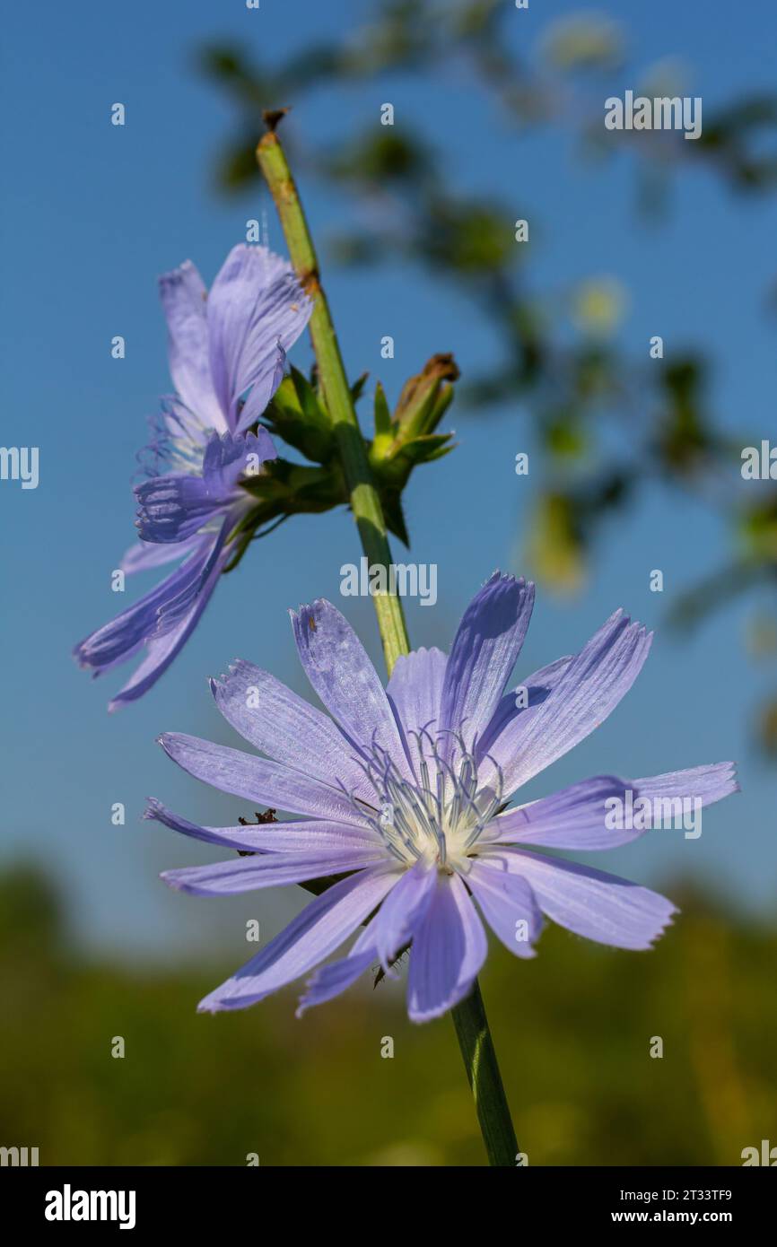 delicate blue flowers of chicory, plants with the Latin name Cichorium ...