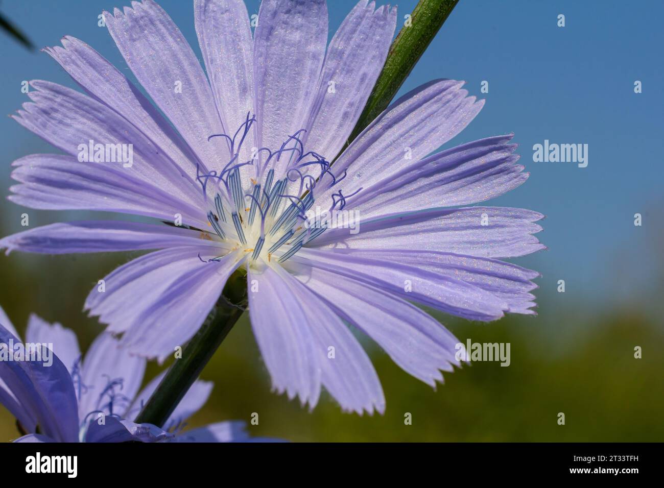 delicate blue flowers of chicory, plants with the Latin name Cichorium ...