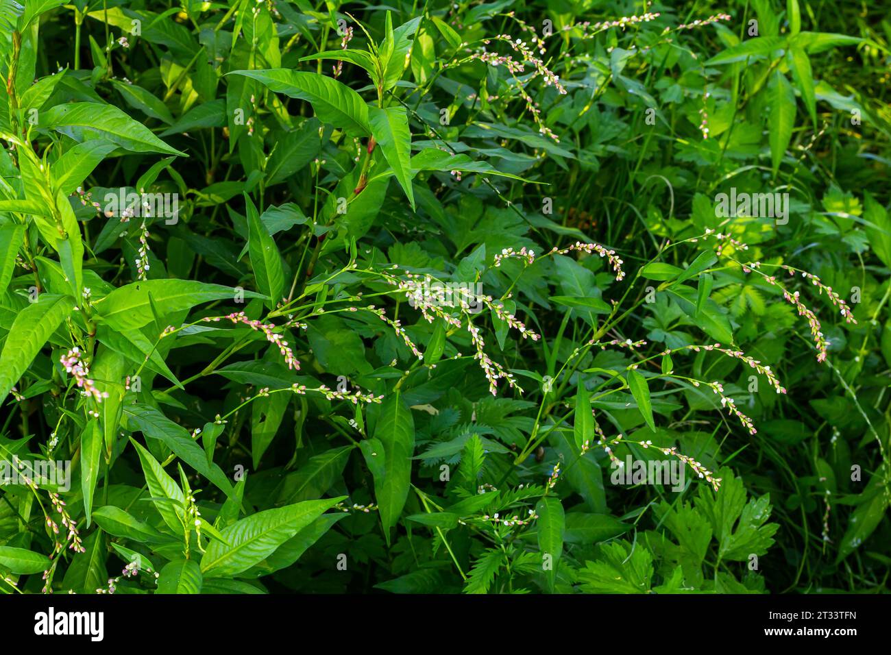 Weed Persicaria lapathifolia grows in a field among agricultural crops ...
