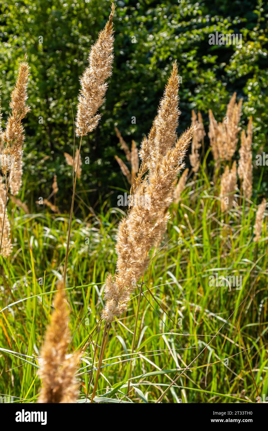 Inflorescence of wood small-reed Calamagrostis epigejos on a meadow ...