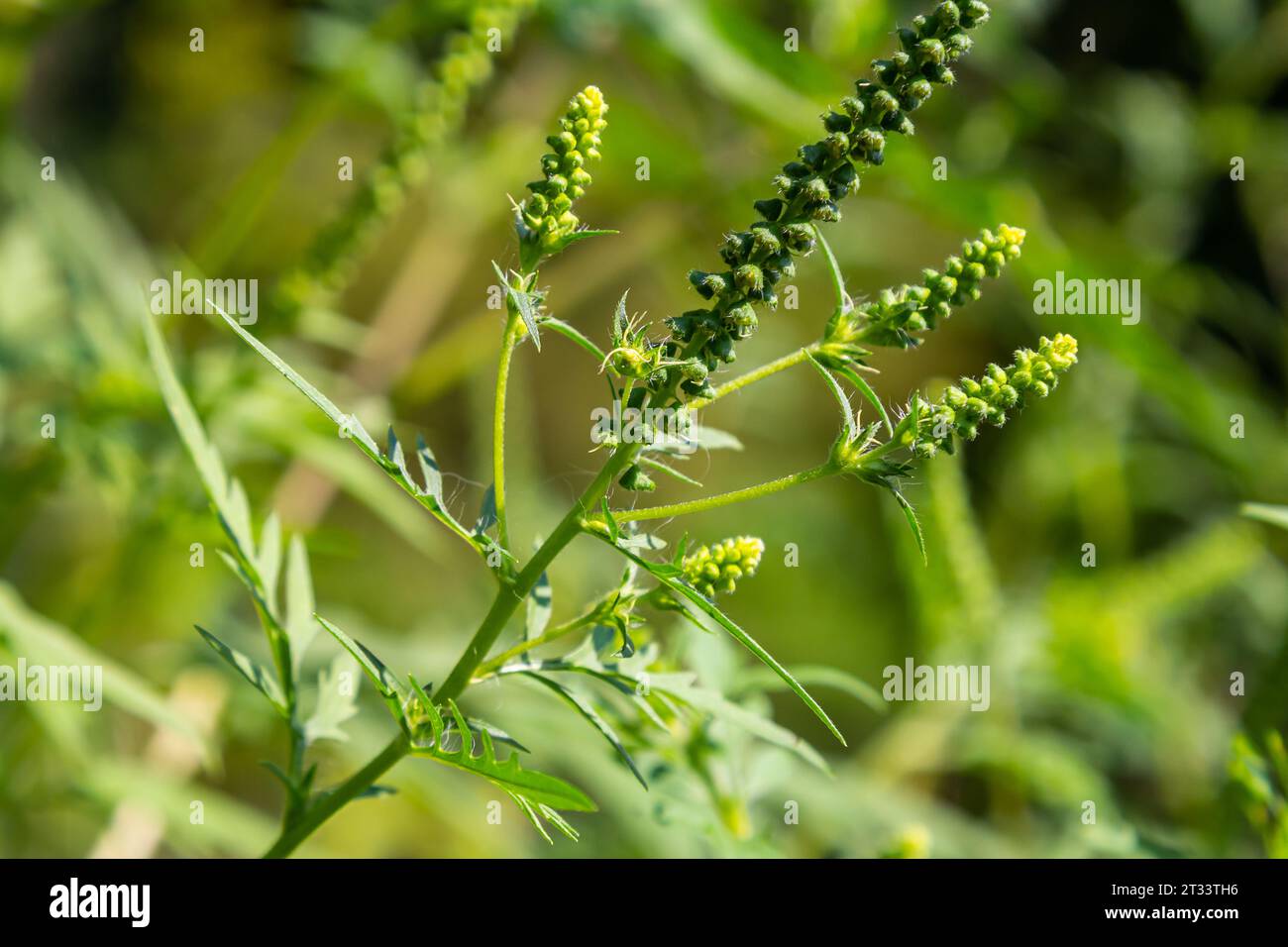 Flower of a common ragweed, Ambrosia artemisiifolia Stock Photo - Alamy