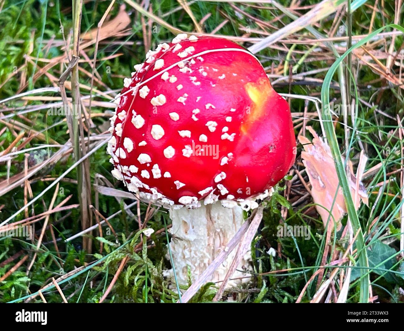 Pilz foto hi-res stock photography and images - Alamy