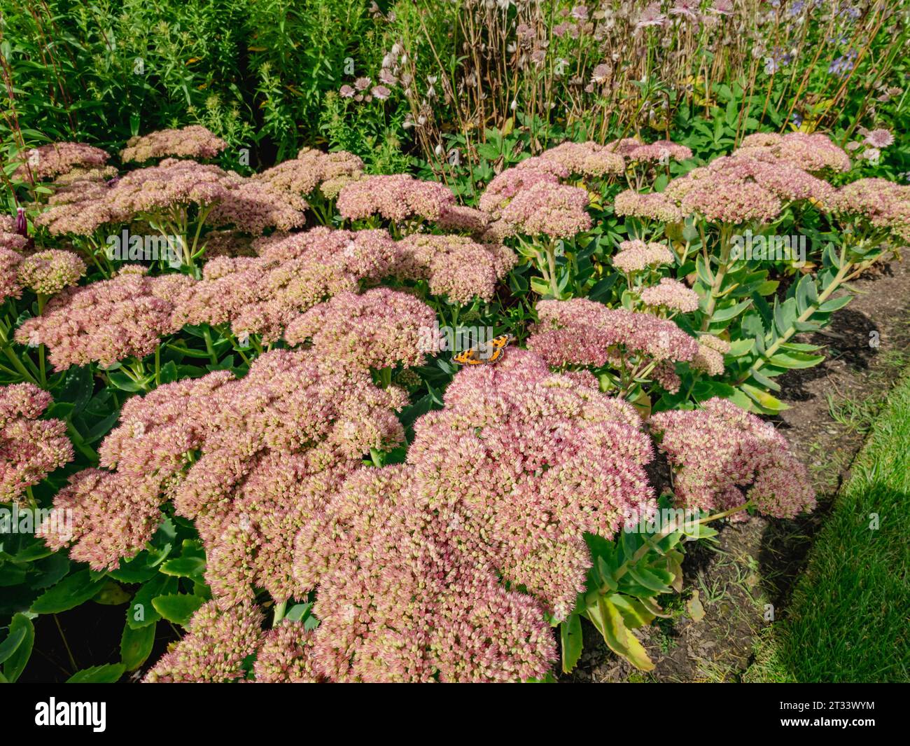 Sedum Hylotelephium x mottramianum 'Herbstfreude' Stock Photo - Alamy