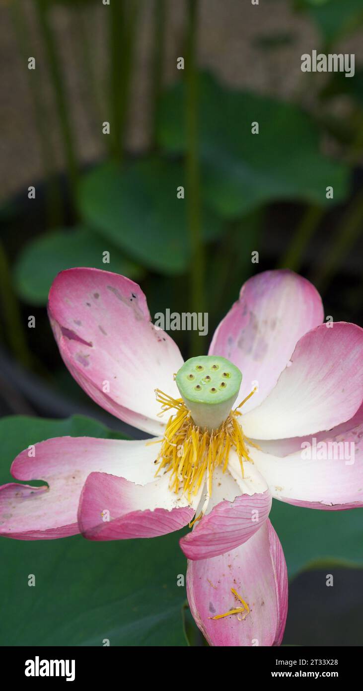 A beautiful pink Nut-bearing lotus (Nelumbo nucifera) flower blooming ...