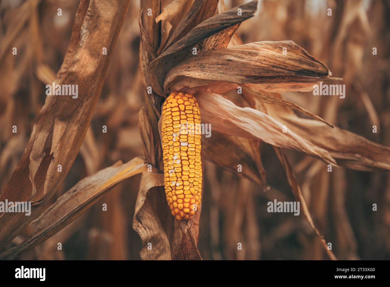 Maize crop damage hi-res stock photography and images - Alamy