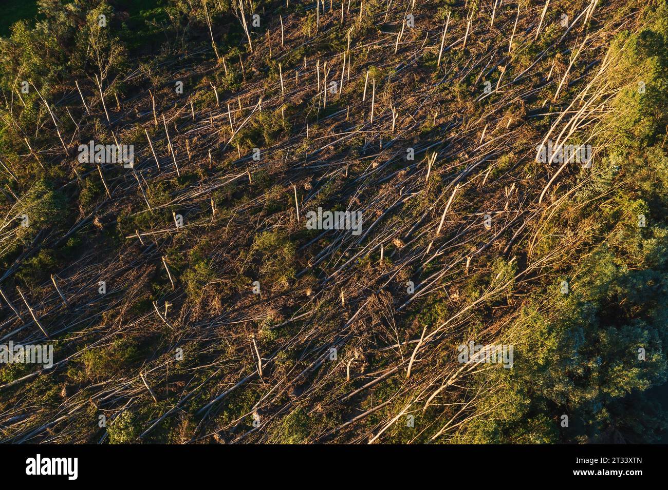 Deforestation aerial severe hi-res stock photography and images - Alamy