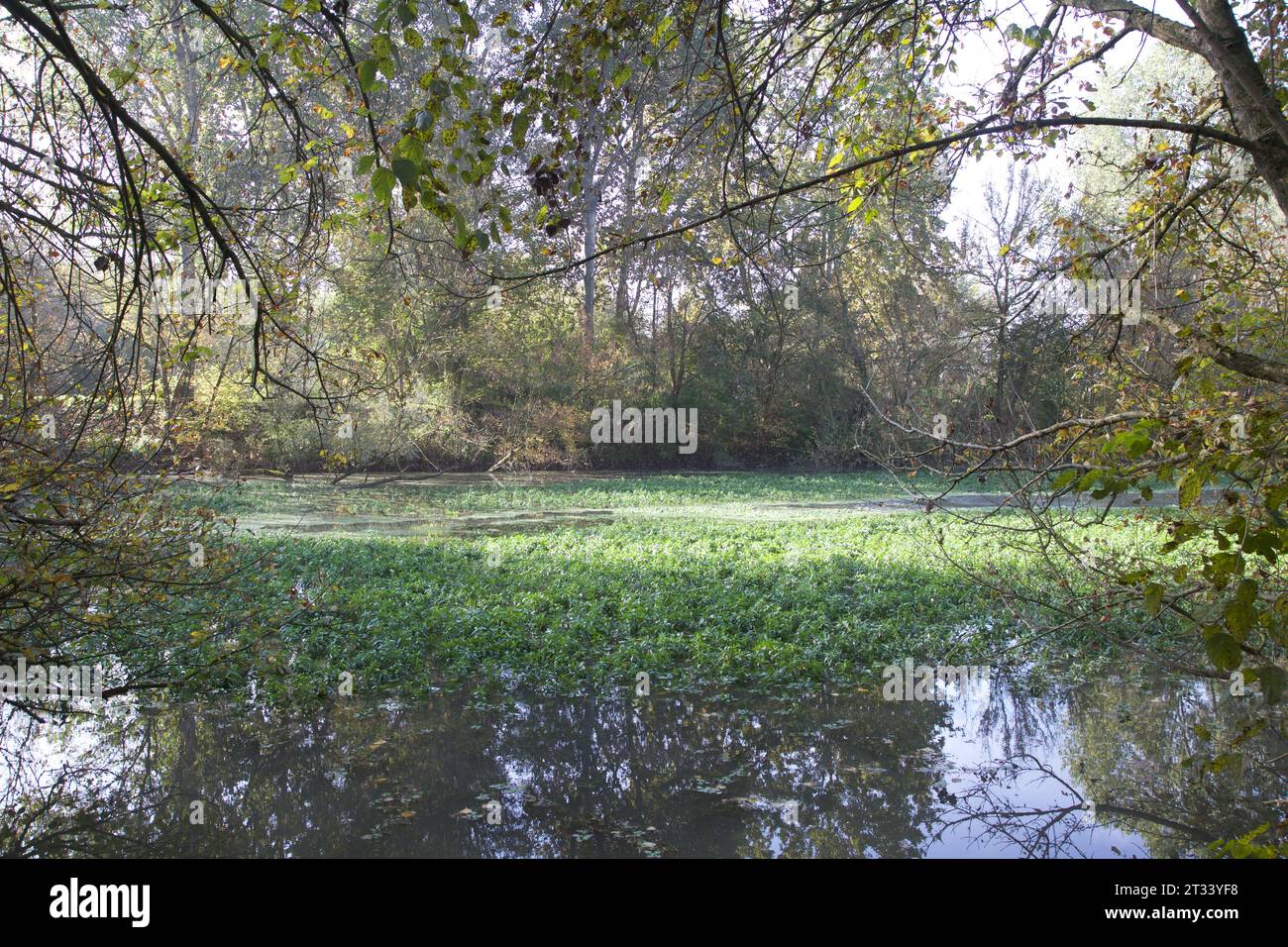 Inlet with floating plants on it in the middle of a forest Stock Photo ...