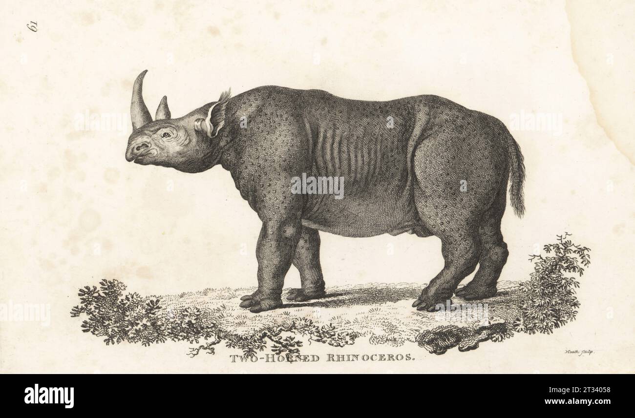 Black rhinoceros, black rhino or hook-lipped rhinoceros, Diceros ...