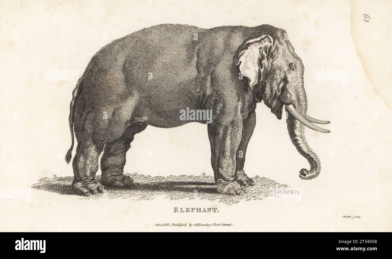 Asian elephant, Elephas maximus, critically endangered. Copperplate ...