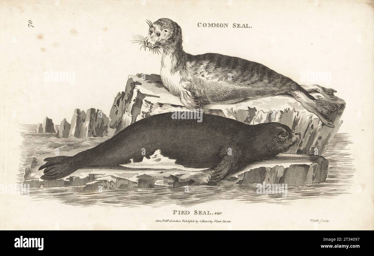 Harbour seal or common seal, Phoca vitulina, and endangered ...