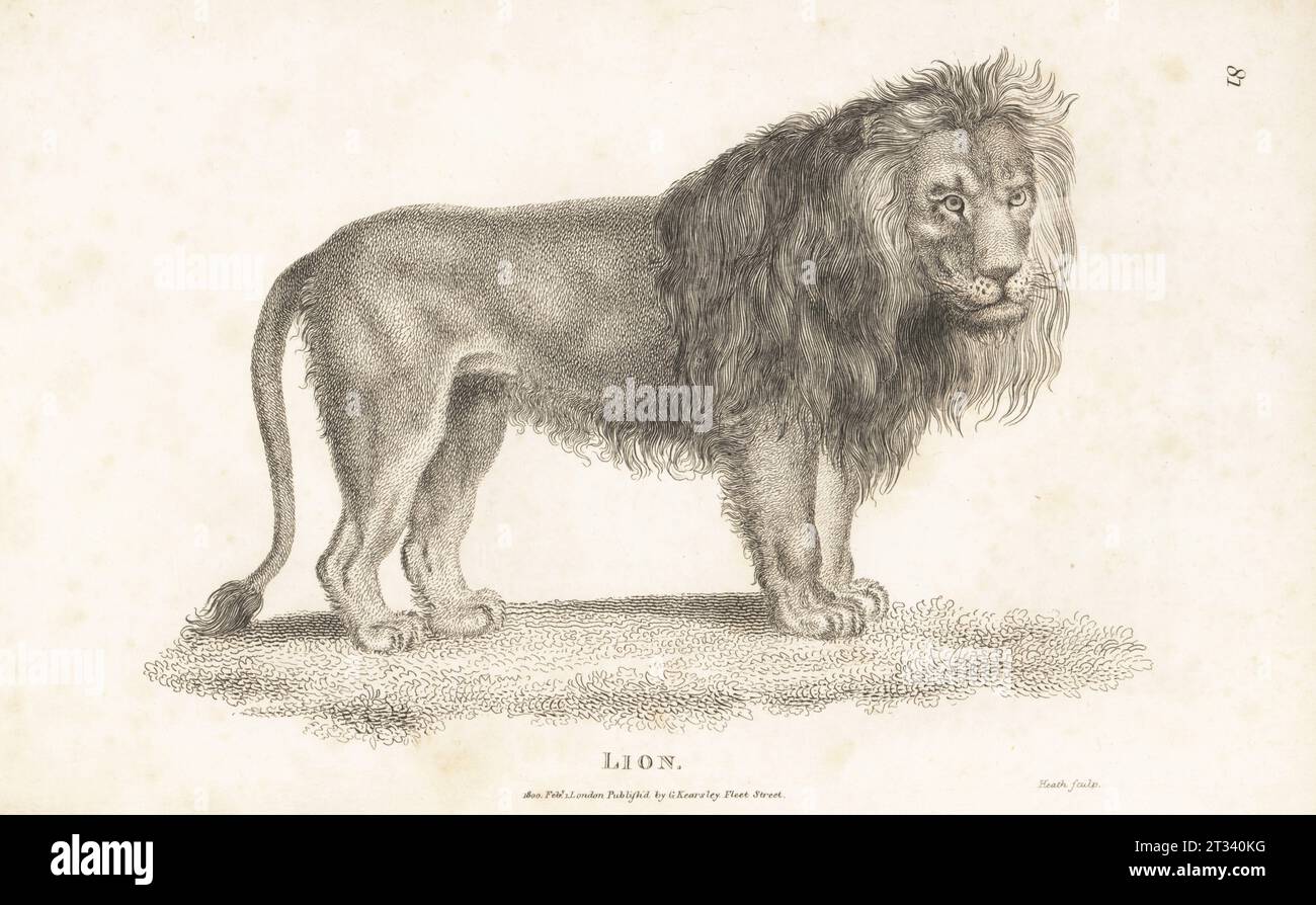 Male lion with mane, Panthera leo (Felis leo). Copperplate engraving by ...