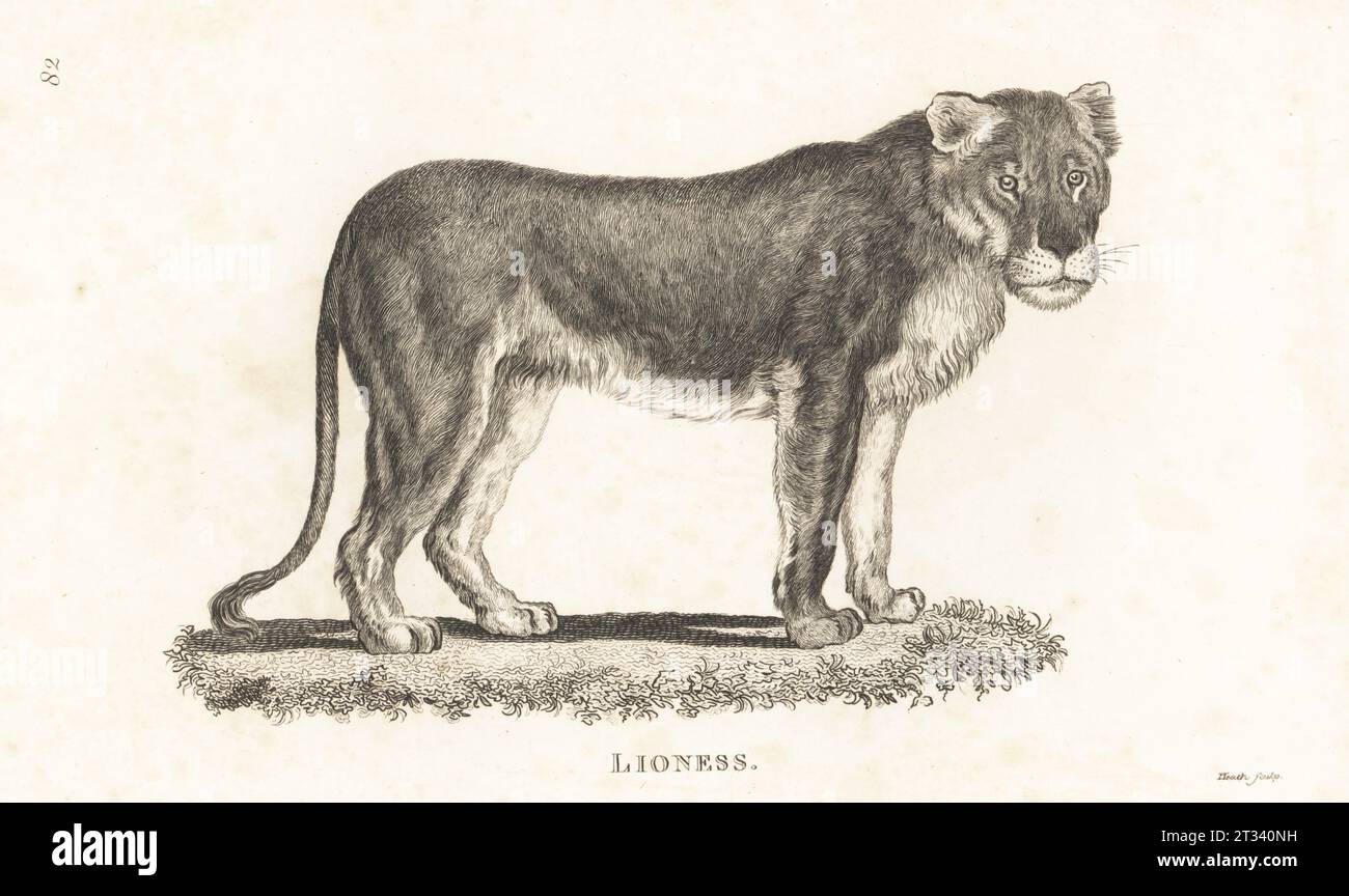Female lion, Panthera leo. Lioness, Felis leo. Copperplate engraving by ...