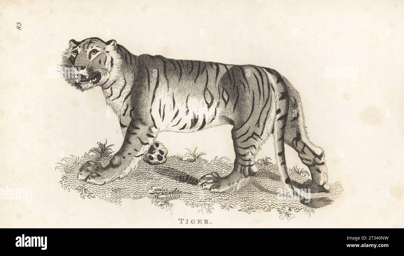Tiger, Panthera tigris. Endangered. Felis tigris. Copperplate engraving ...