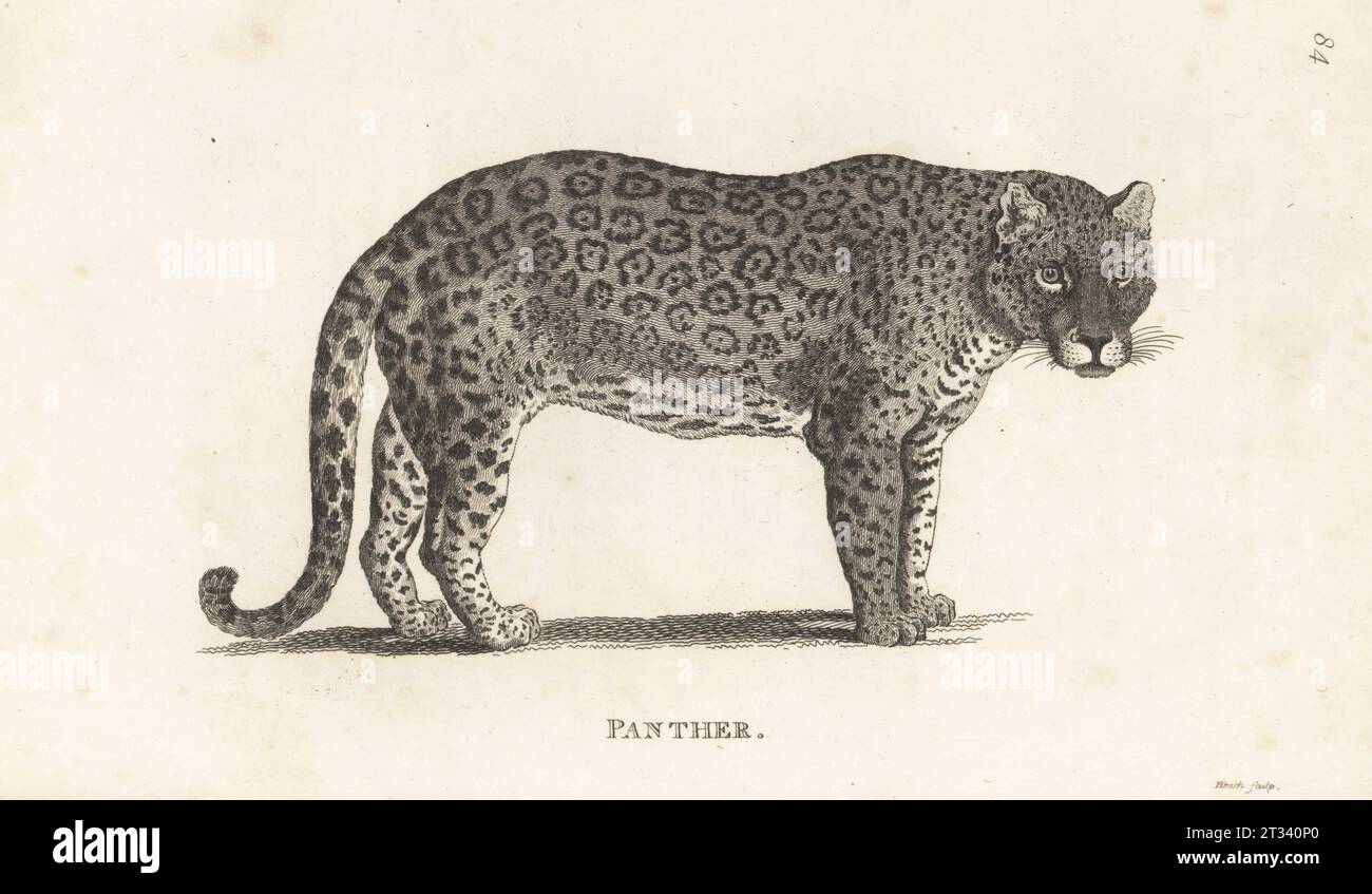 Leopard, Panthera pardus. Panther, Felis pardus. Copperplate engraving ...