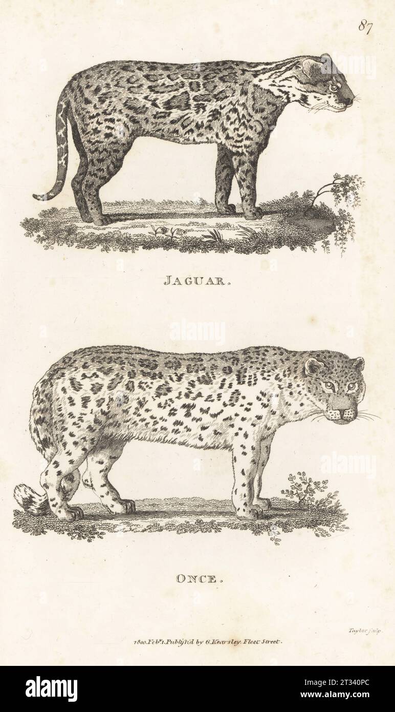 Jaguar, Panthera onca, and snow leopard or ounce, Uncia uncia. Jaguar ...