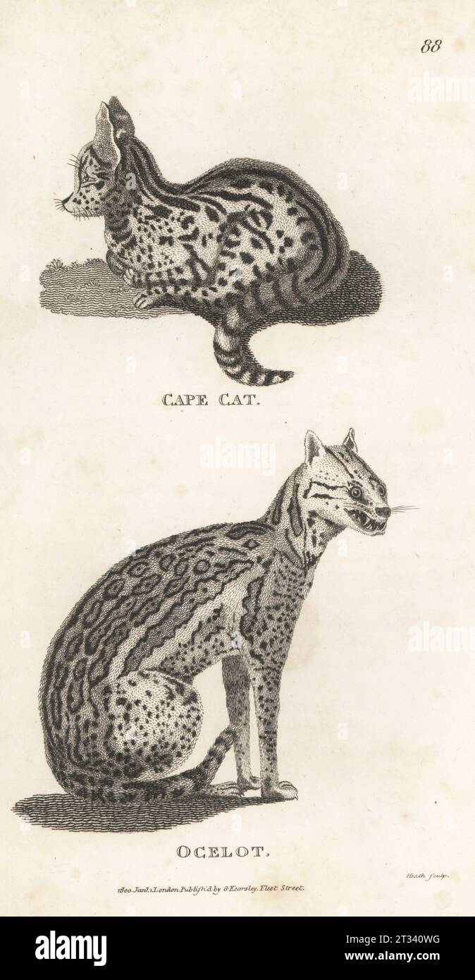 Serval, Leptailurus serval, and ocelot, Leopardus pardalis. Cape cat ...