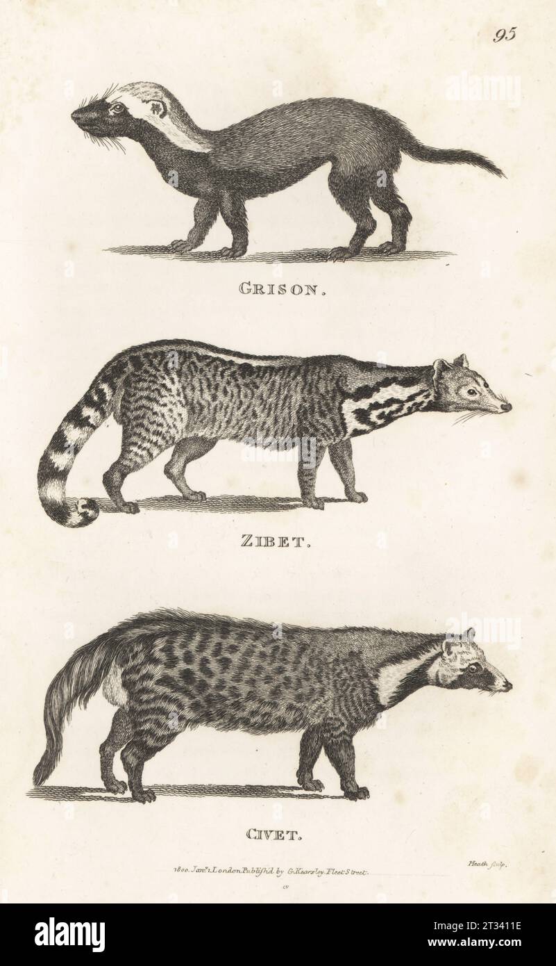 Viverra vittata hi-res stock photography and images - Alamy