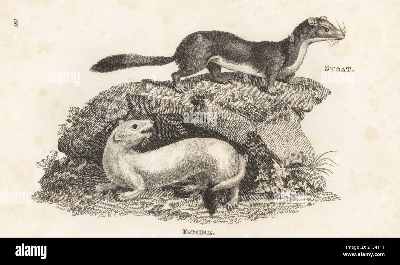 Viverra erminea hi-res stock photography and images - Alamy