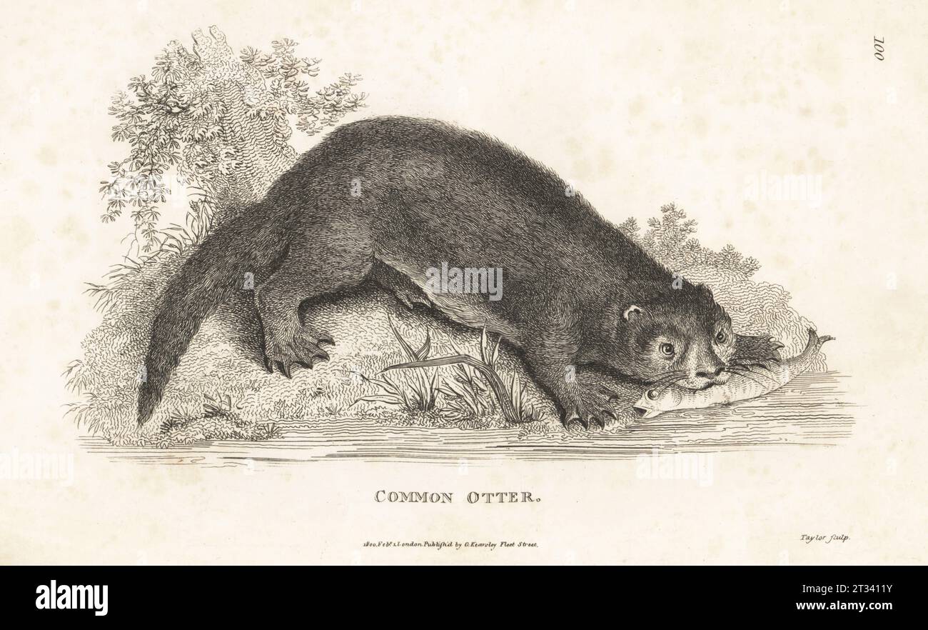 European otter, Eurasian river otter, European river otter with fish ...