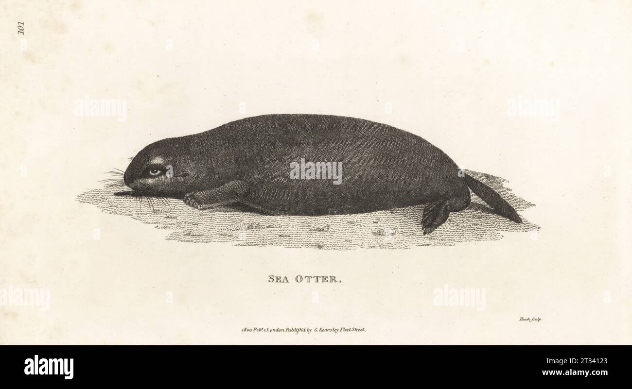 Sea otter, Enhydra lutris. Endangered. Lutra marina. After an ...