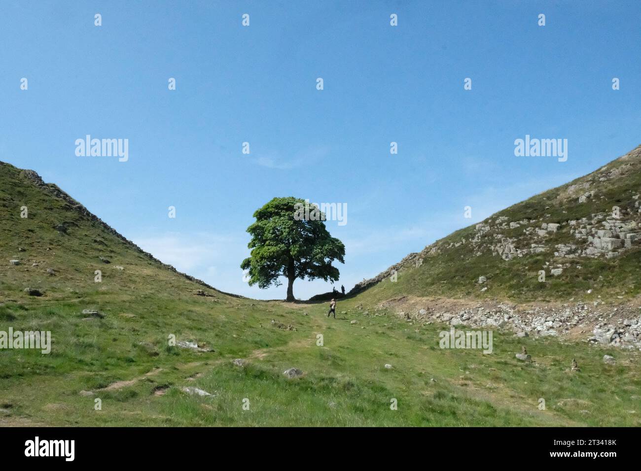 Sycamore Gap, National Trust tree in Britain, UK Stock Photo - Alamy
