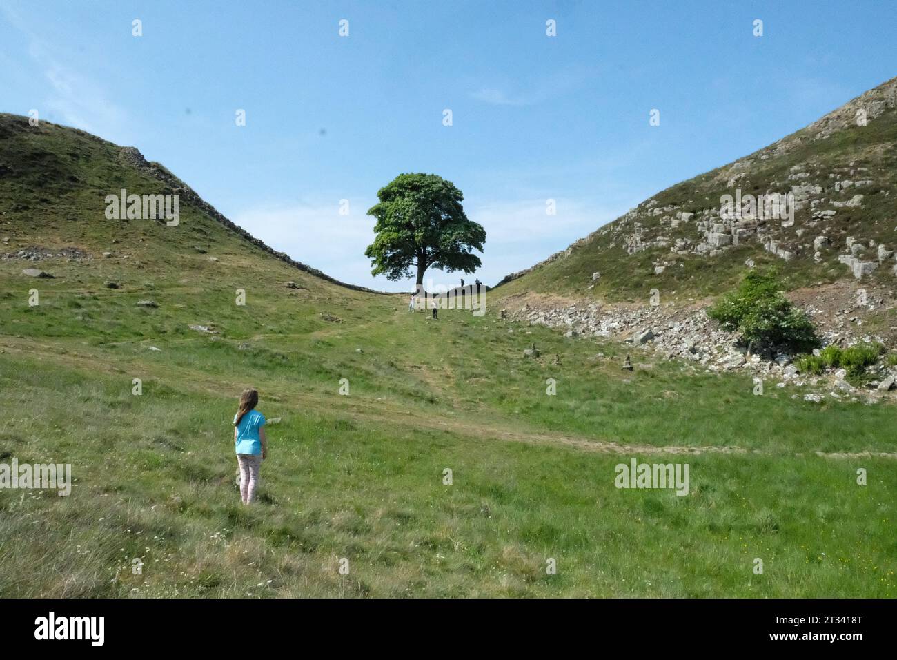 Sycamore Gap, National Trust tree in Britain, UK Stock Photo - Alamy