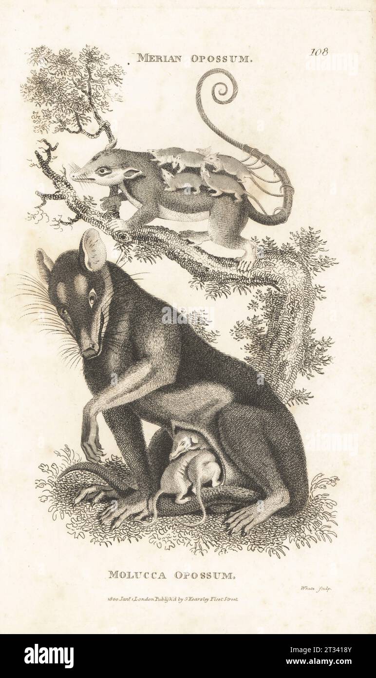 Linnaeus's mouse opossum, Marmosa murina, and southern or black-eared ...