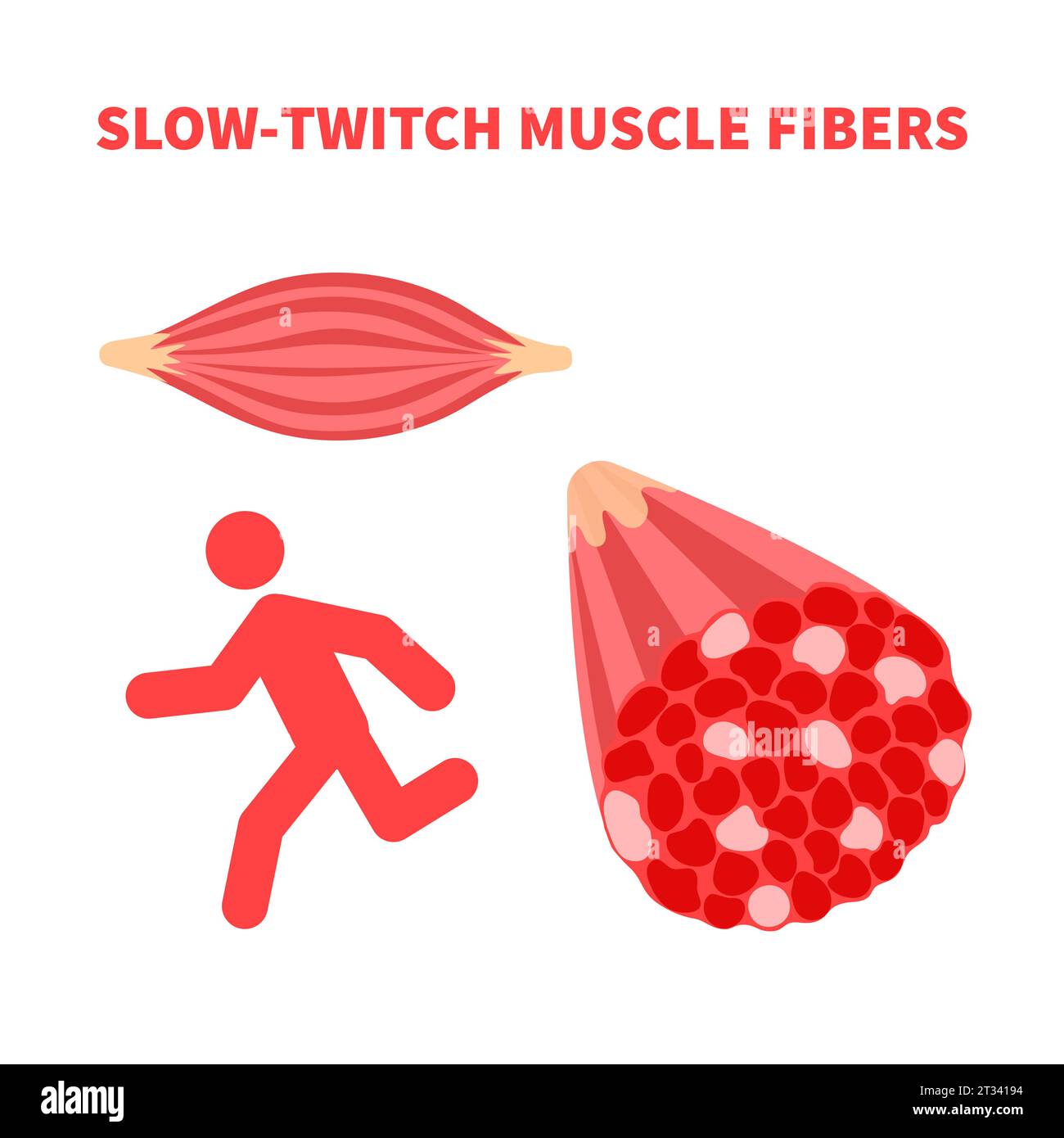 Slow twitch red muscle fiber type illustration Stock Vector Image & Art ...