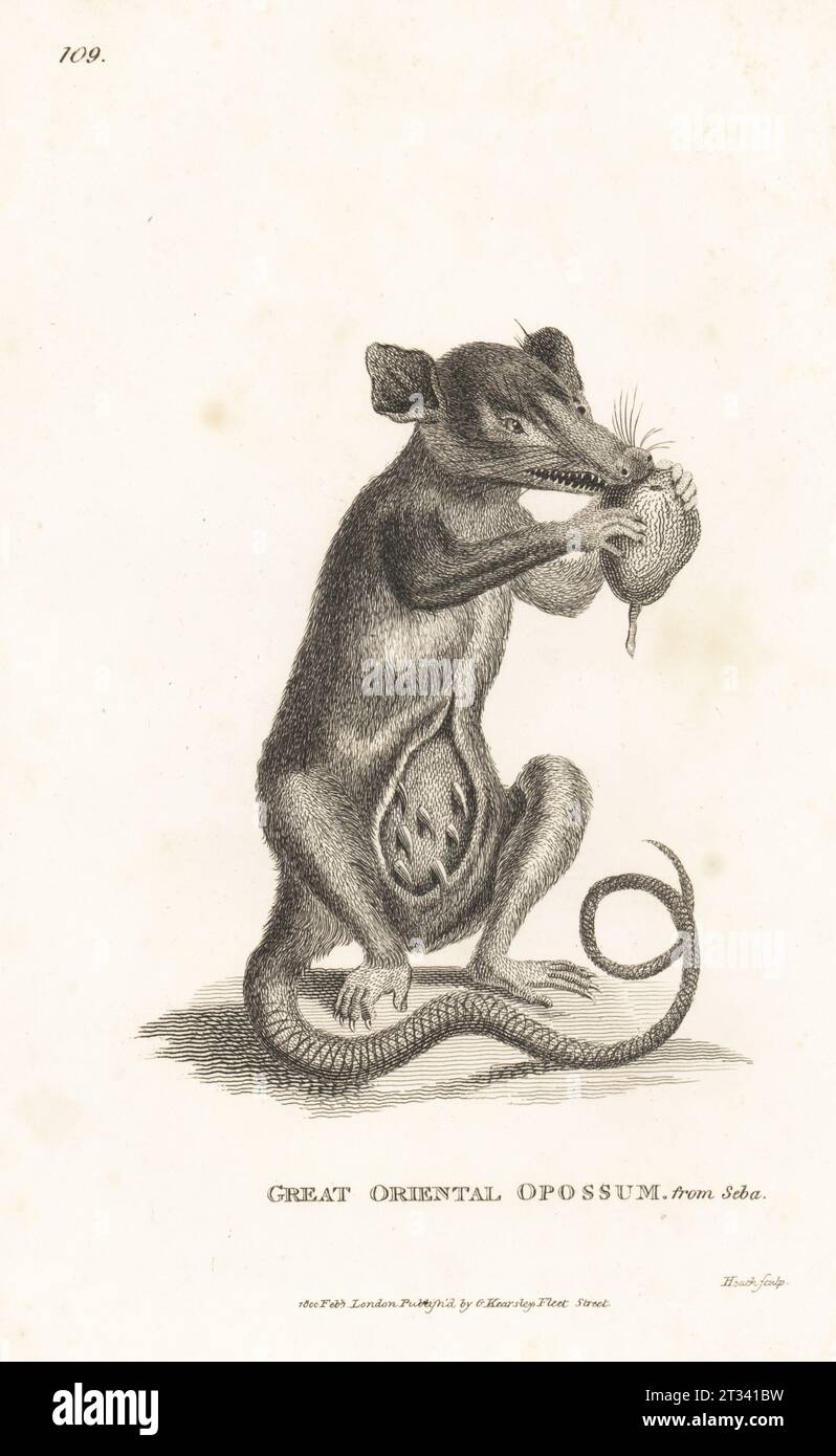 Philander maximus orientalis hi-res stock photography and images - Alamy