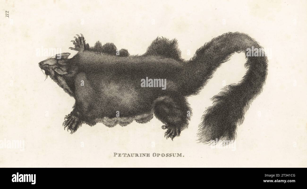 Yellow-bellied glider, fluffy glider or greater flying phalanger ...