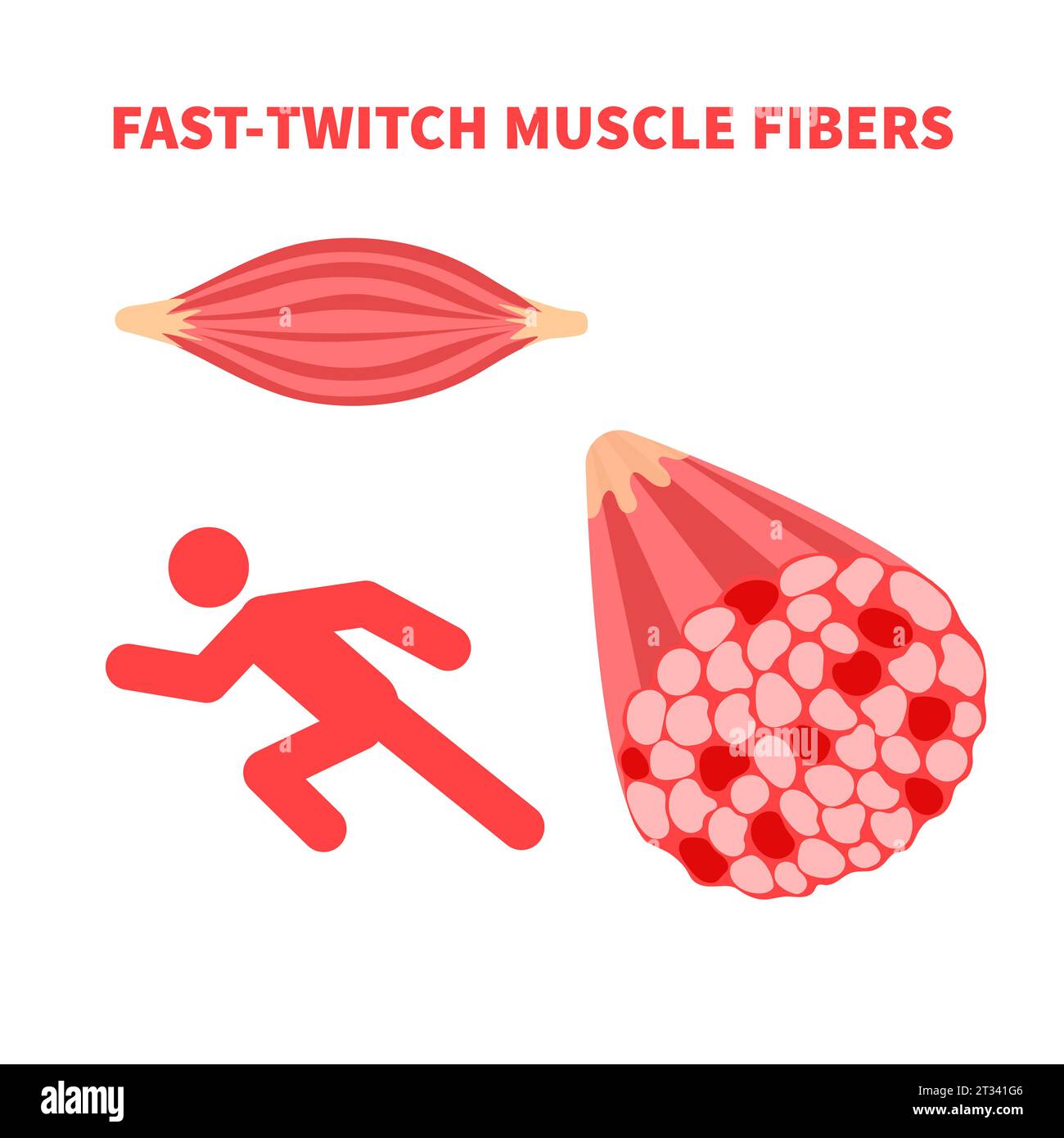 Fast twitch white muscle fiber type illustration Stock Vector Image ...
