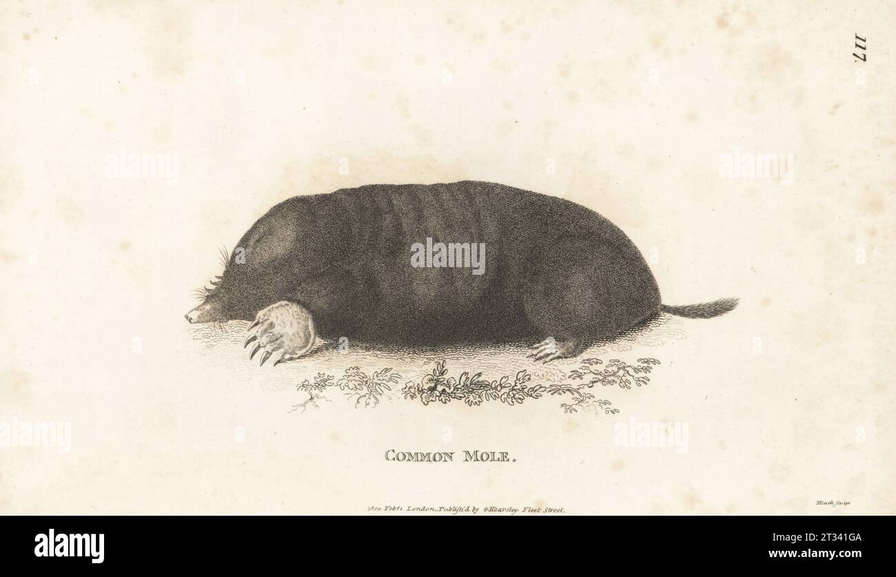 Mole exploration hi-res stock photography and images - Alamy