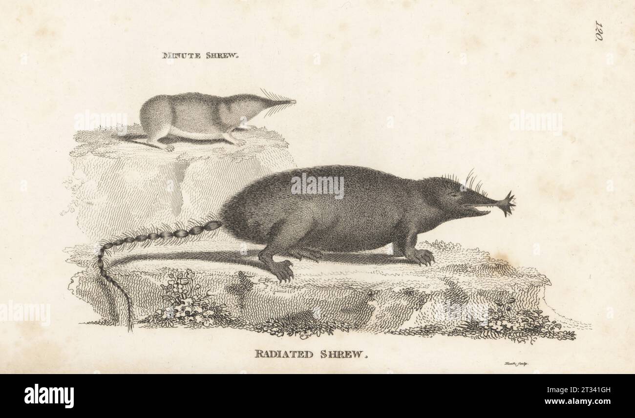 Star-nosed mole, Condylura cristata, and Eurasian pygmy shrew ...