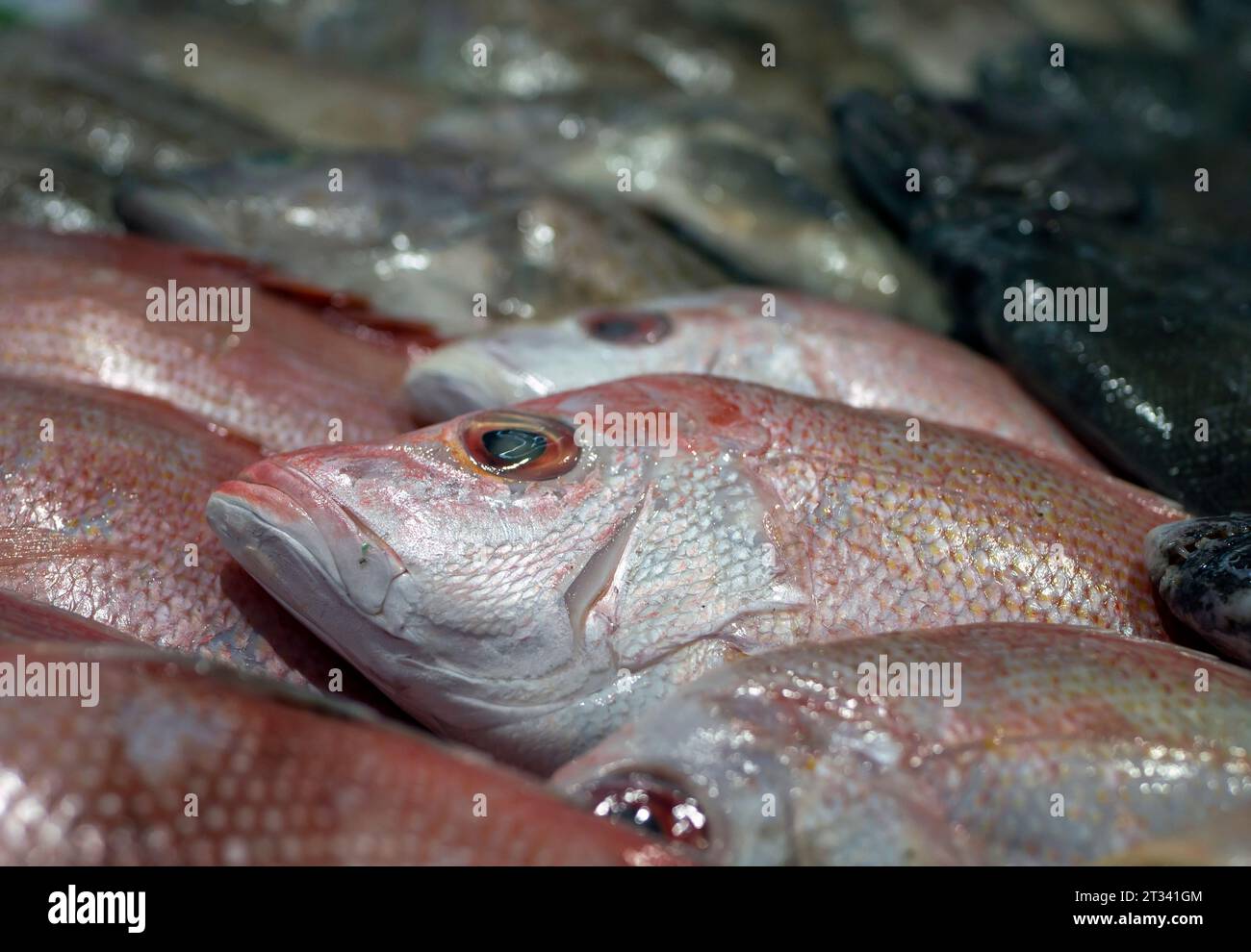 Close up of Yellow tail fish, Wild Potato Fish on ice in the ...