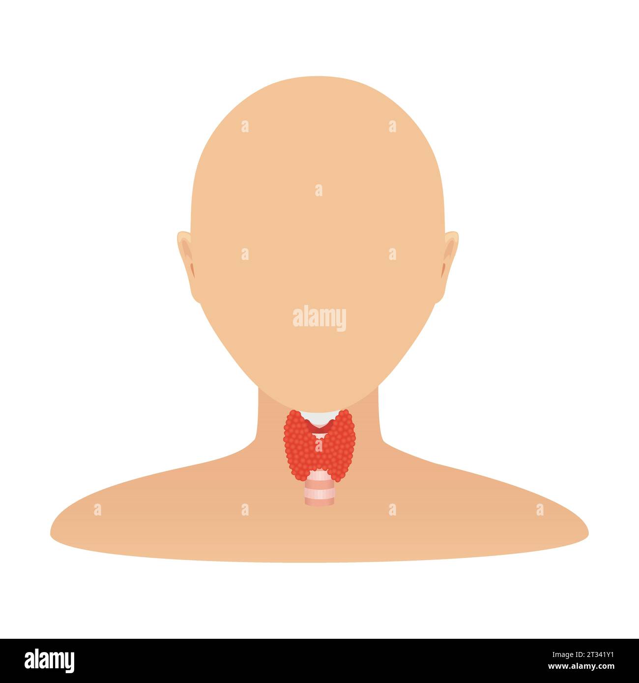 Thyroid gland organ on body silhouette icon Stock Vector Image & Art ...