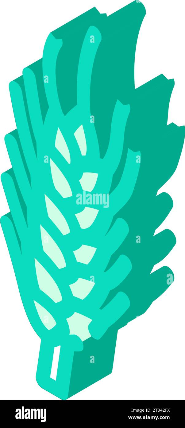 green barley plant isometric icon vector illustration Stock Vector ...