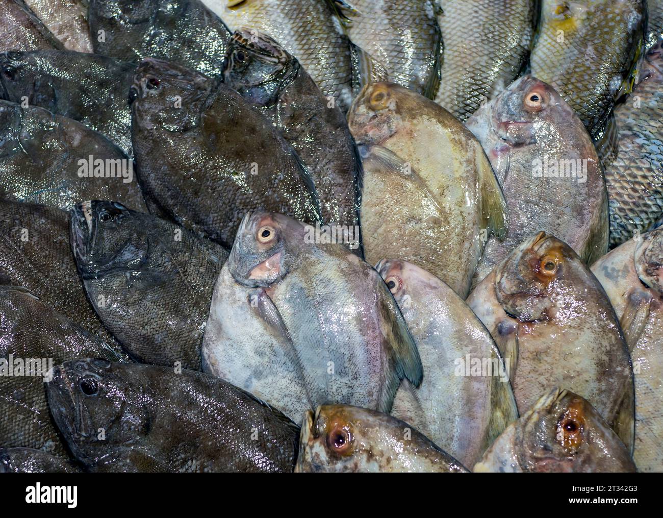 Parastromateus niger fish hi-res stock photography and images - Alamy