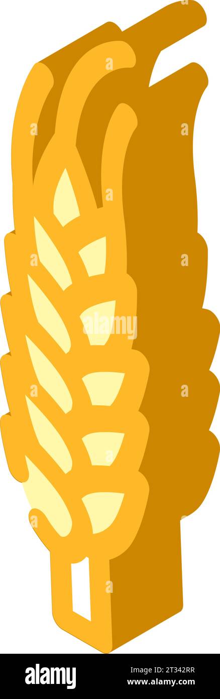 yellow barley plant isometric icon vector illustration Stock Vector ...