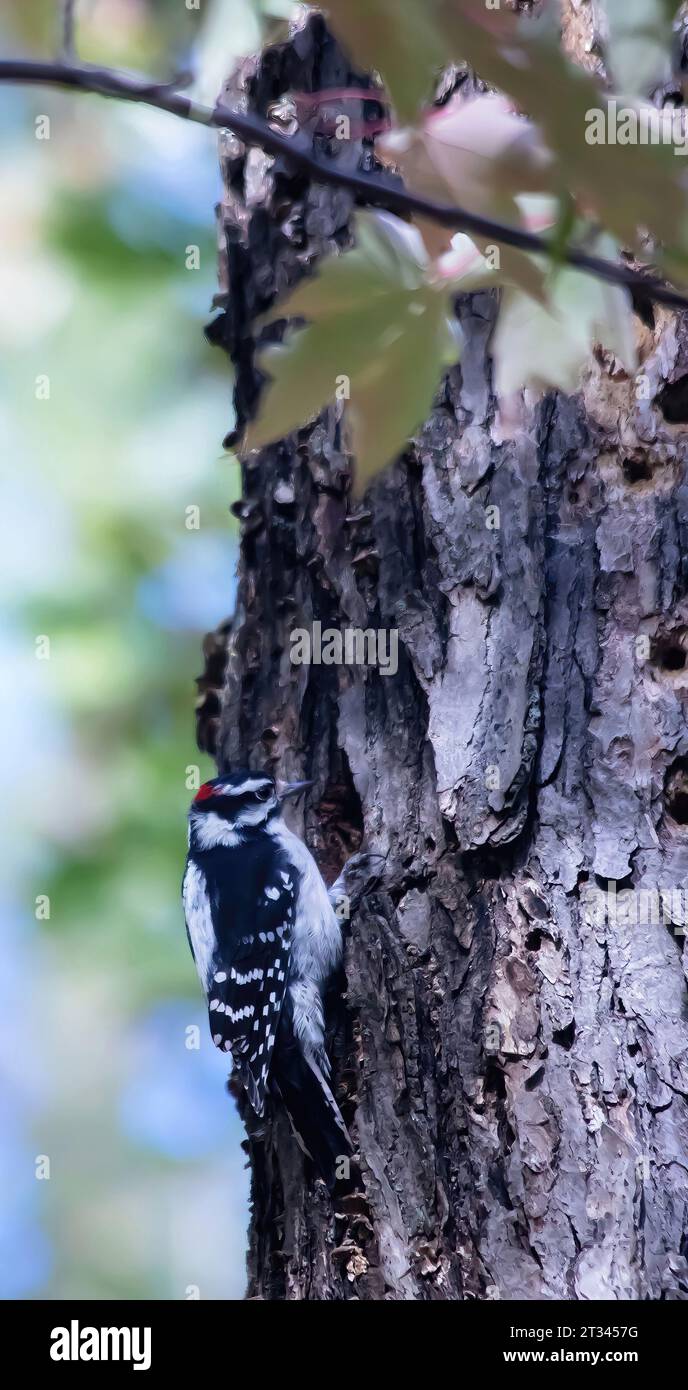 Woodpecker pecking wood hi-res stock photography and images - Alamy